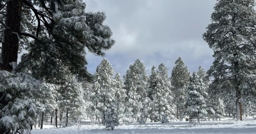 Scenic Hike in Arizona: Hike Through Flagstaff's Ponderosa Pines With ...