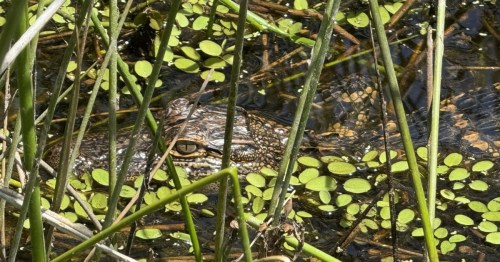 Take The Boardwalk Trail Through Black Bayou Lake In Louisiana