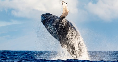 Why Travelers in the Know Visit Hawaii in Winter for Whale Watching