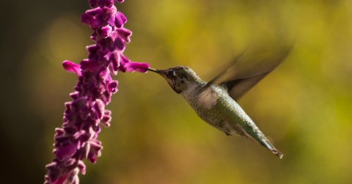 Step Into This Enchanting Hummingbird Garden in Northern California