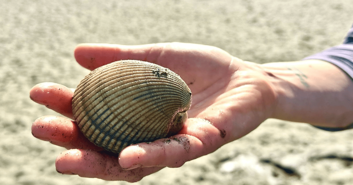 I Went Clam Digging in Northern California—Here’s What It’s Really Like