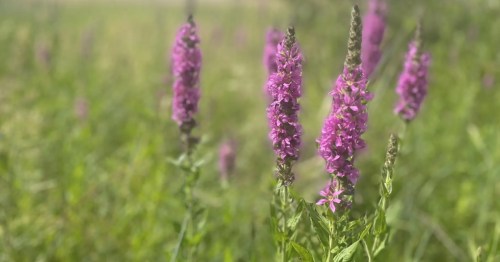 Why Eagle Island State Park Is a Small-Town State Park in Idaho Worth a ...