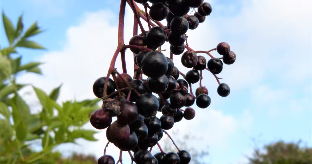 A Small City in Illinois Hides an Unforgettable Airbnb Experience