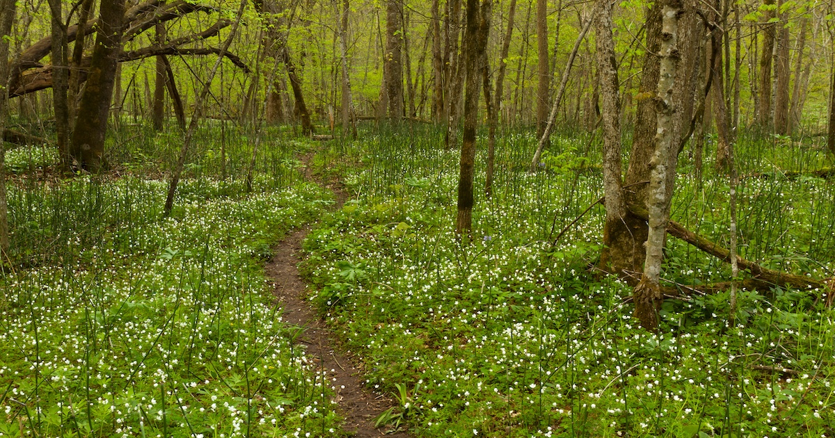 6 Picture-Perfect Nature Trails in Minnesota for Spring