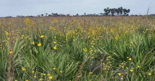 5 Picture-Perfect Nature Trails in Florida for Spring