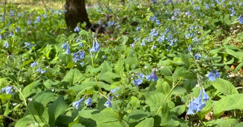 5 Picture-Perfect Nature Trails in Alabama for Spring