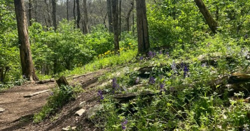 5 Beautiful Trails in Kentucky That Shine in Spring