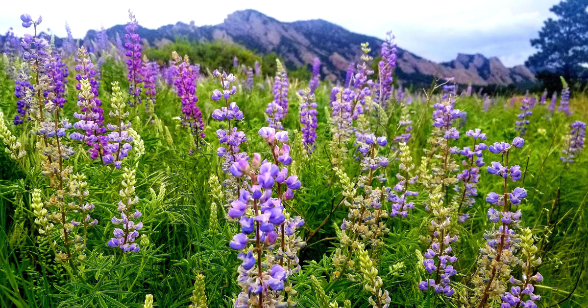 15 Best Spring Hikes in the U.S. To View Wildflowers